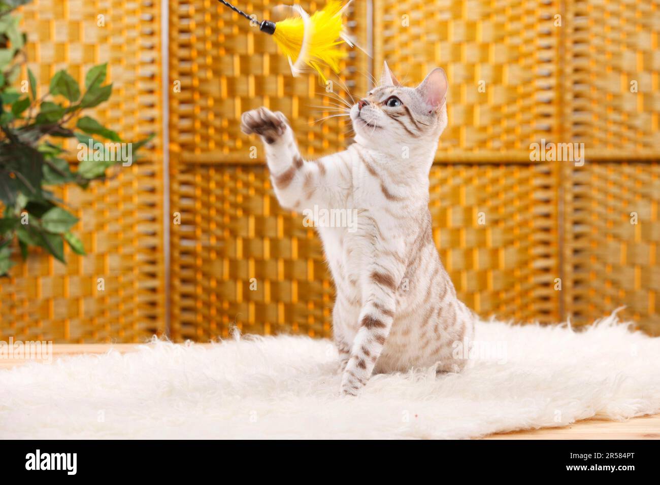 Bengal Cat, Snow Bengal, Toy Stock Photo - Alamy