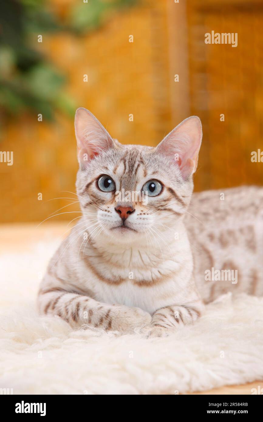 Bengal Cat, Snow Bengal Stock Photo - Alamy
