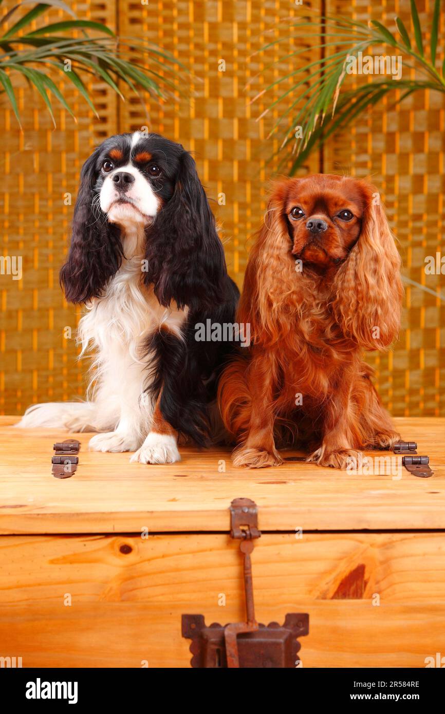 Cavalier King Charles Spaniel, pair, tricolour and ruby red Stock Photo ...