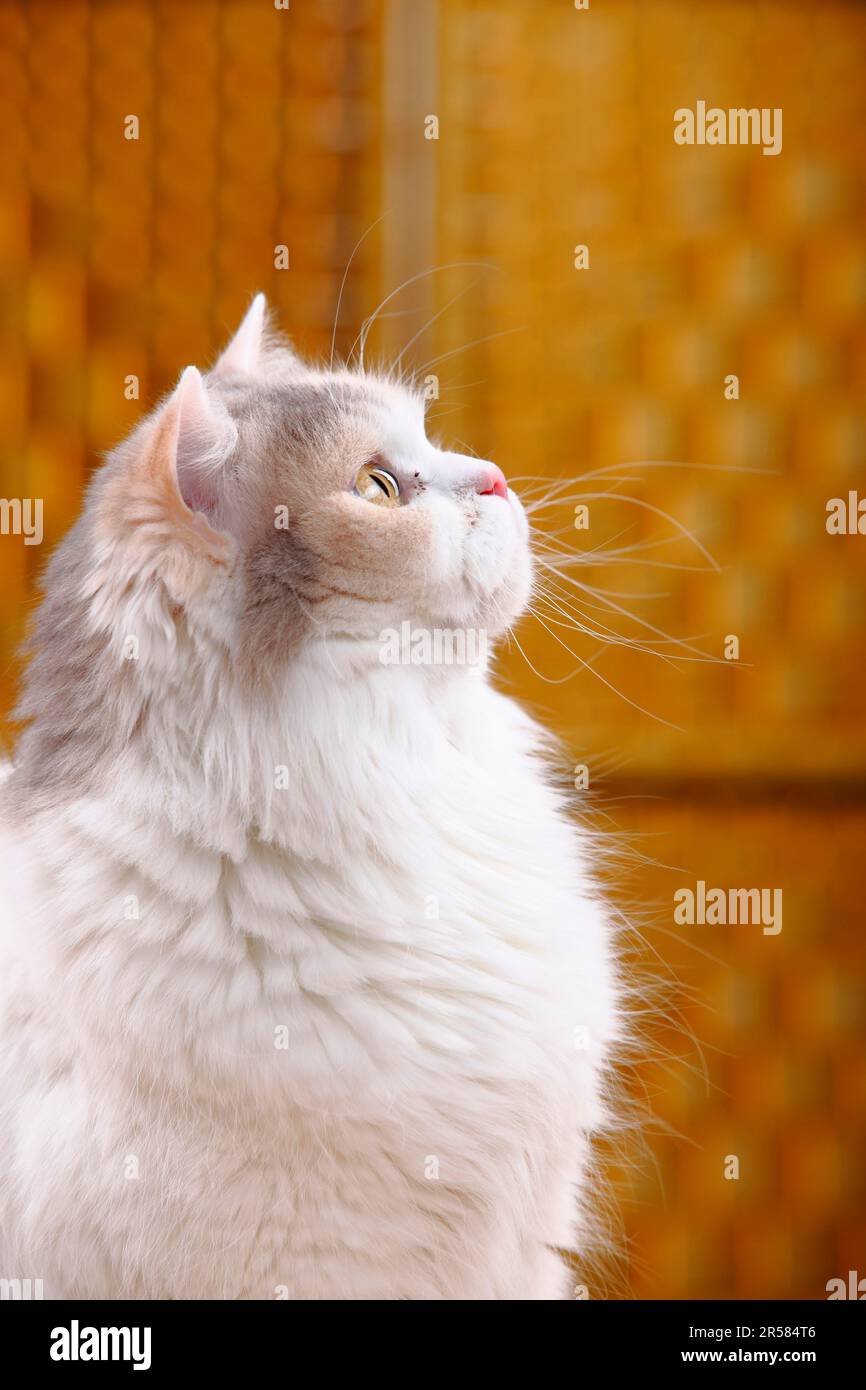 British Longhair cat, blue-cream-white, Highlander, Lowlander ...
