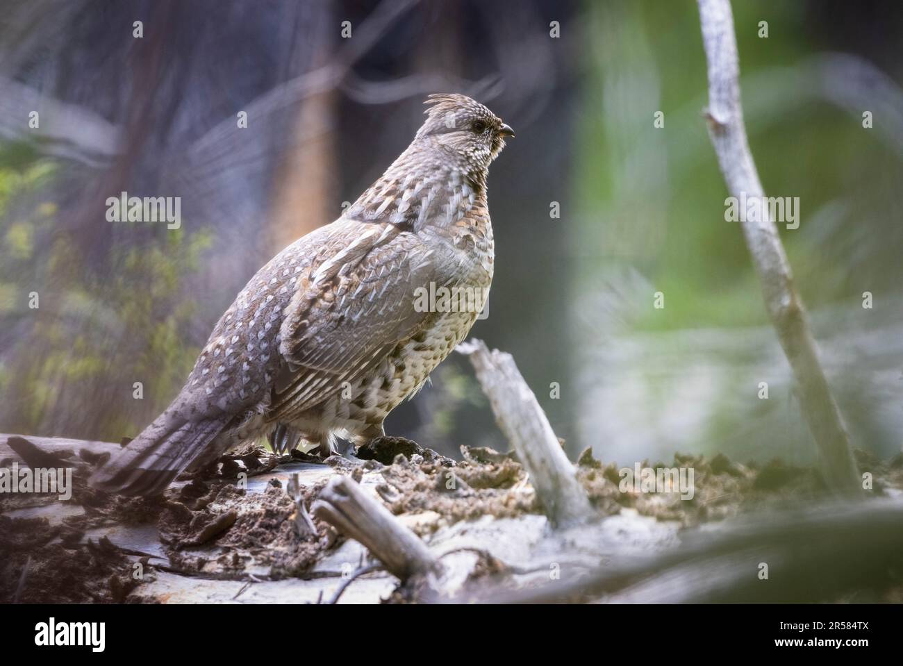A ruffed grouse standing on a log between drummings. Grand Teton ...