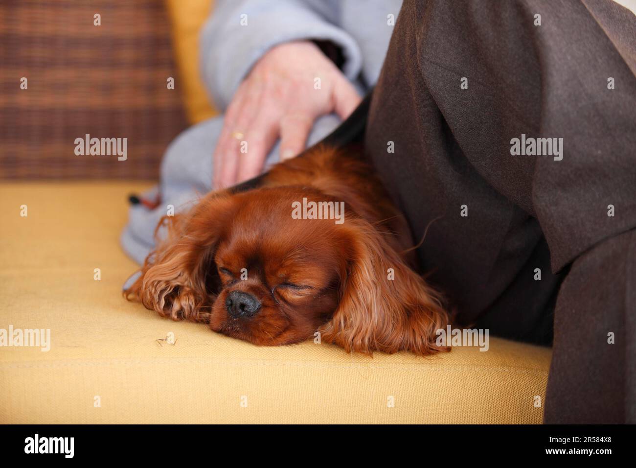 Cavalier King Charles Spaniel, ruby red Stock Photo - Alamy