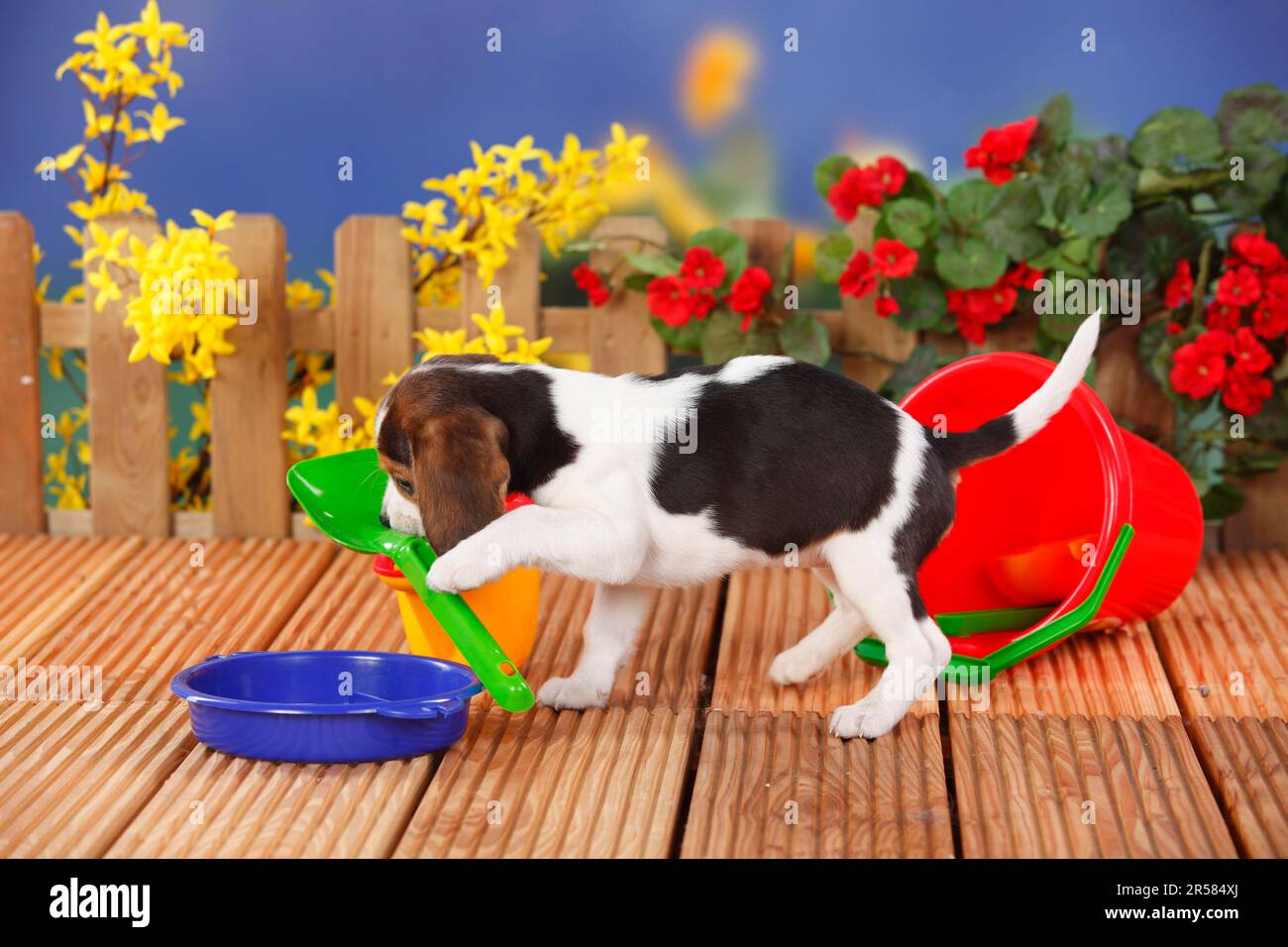 Kids and puppy hi-res stock photography and images - Alamy