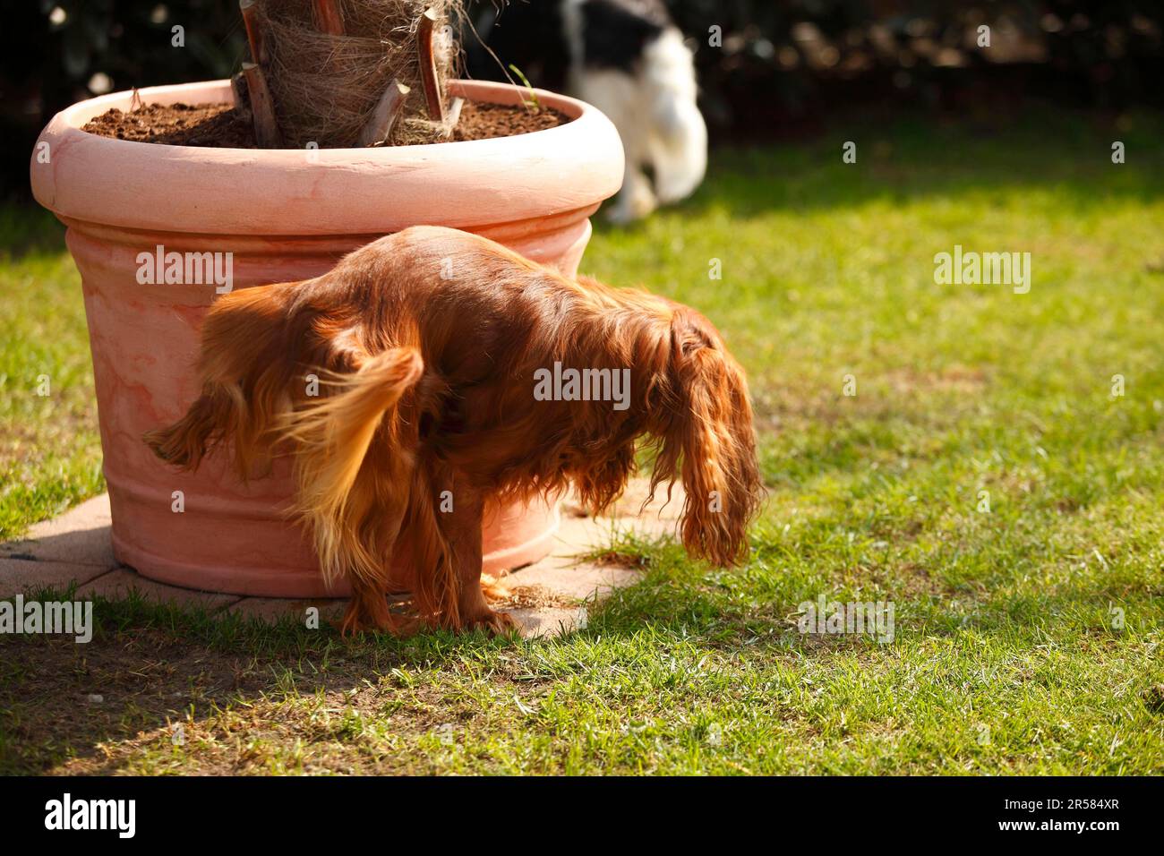Cavalier King Charles Spaniel, ruby, male, urinating, urinating ...