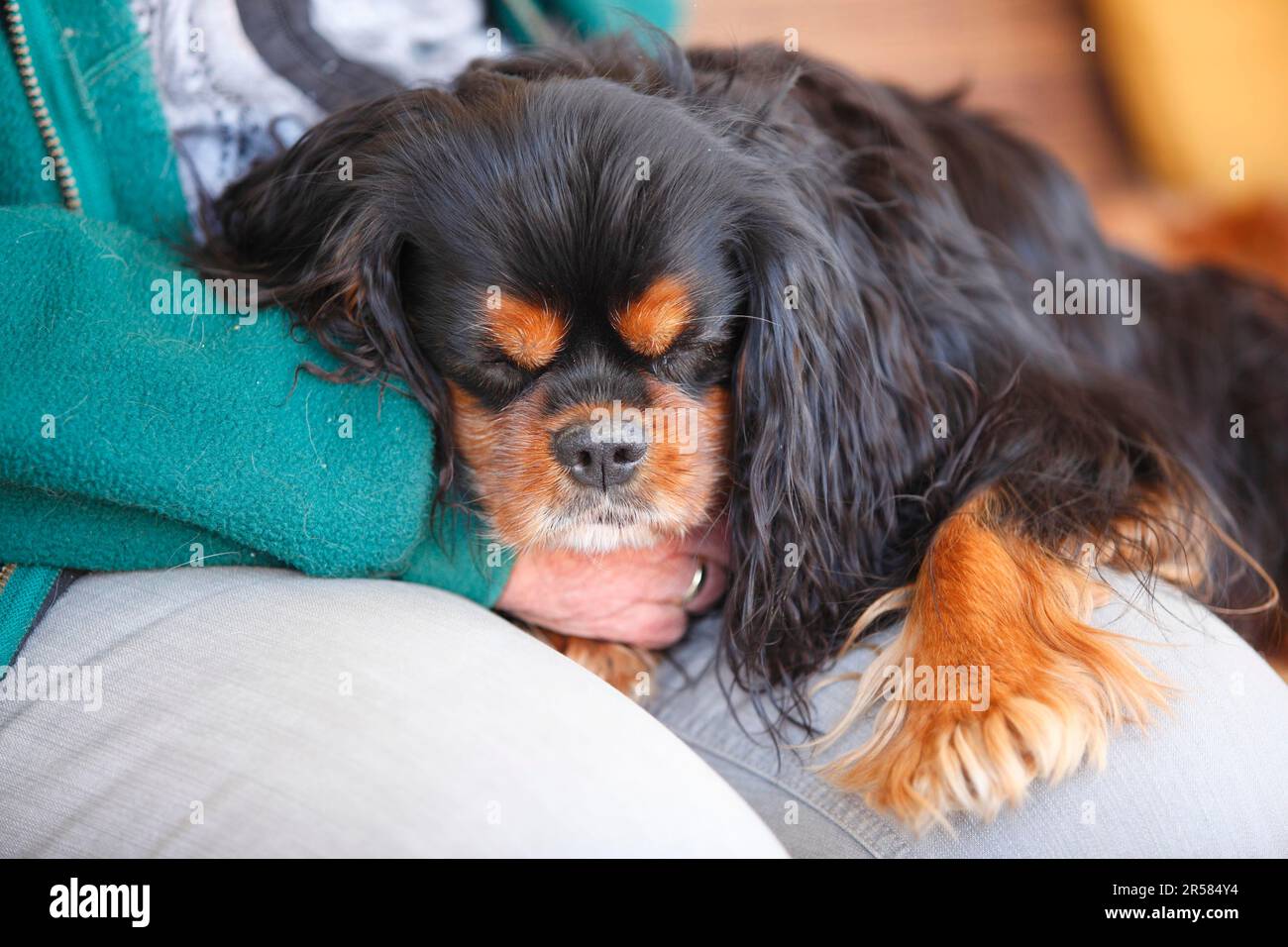 Cavalier King Charles Spaniel, black-and-tan, male, on lap Stock Photo ...
