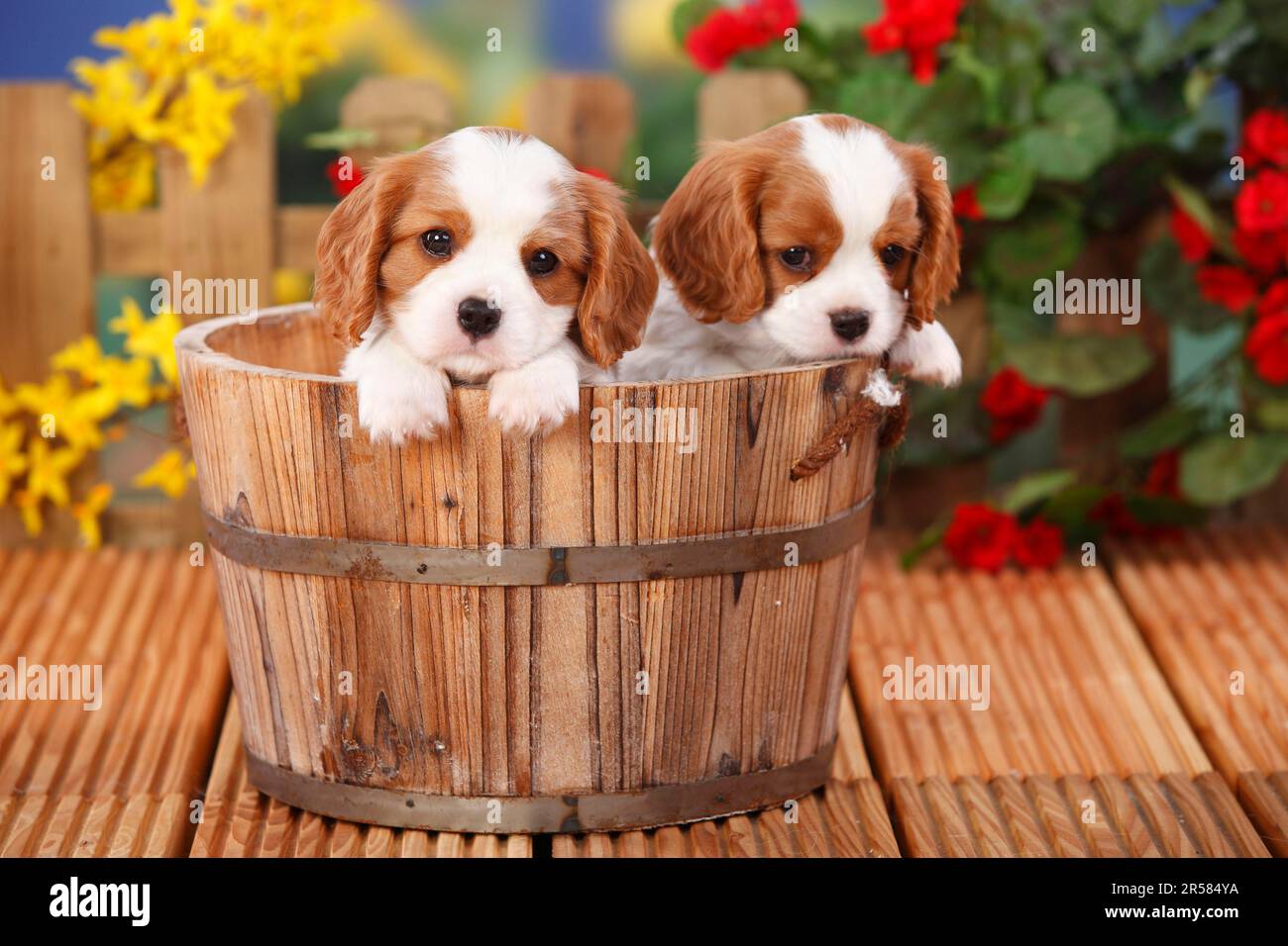 Cavalier King Charles Spaniel, puppies, blenheim, 6 weeks, in wooden ...
