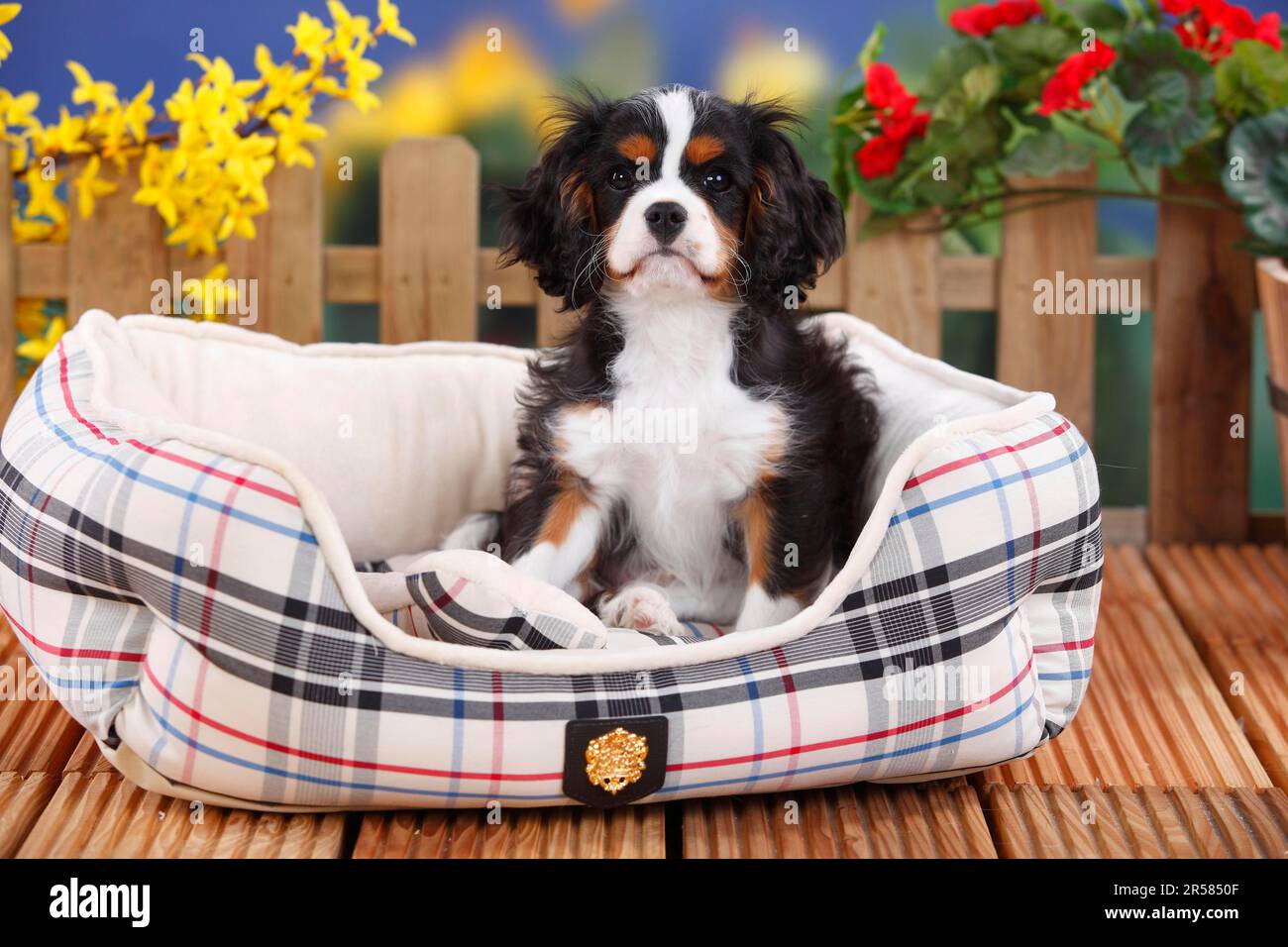 Cavalier King Charles Spaniel, puppy, tricolour, 3 months, male, in dog ...