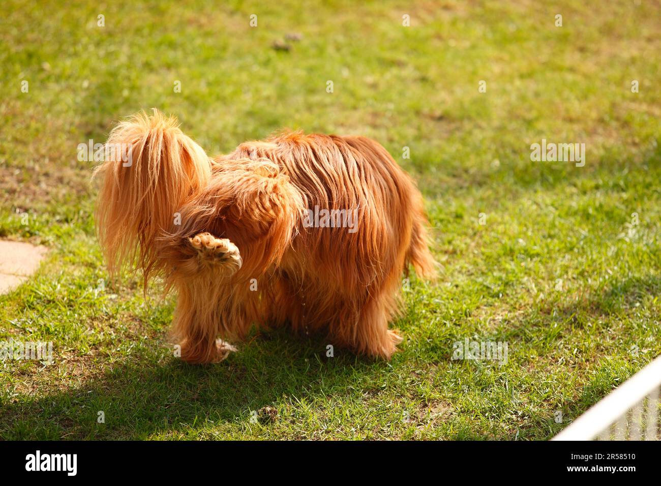 Cavalier King Charles Spaniel, ruby, male, urinating, urinating ...