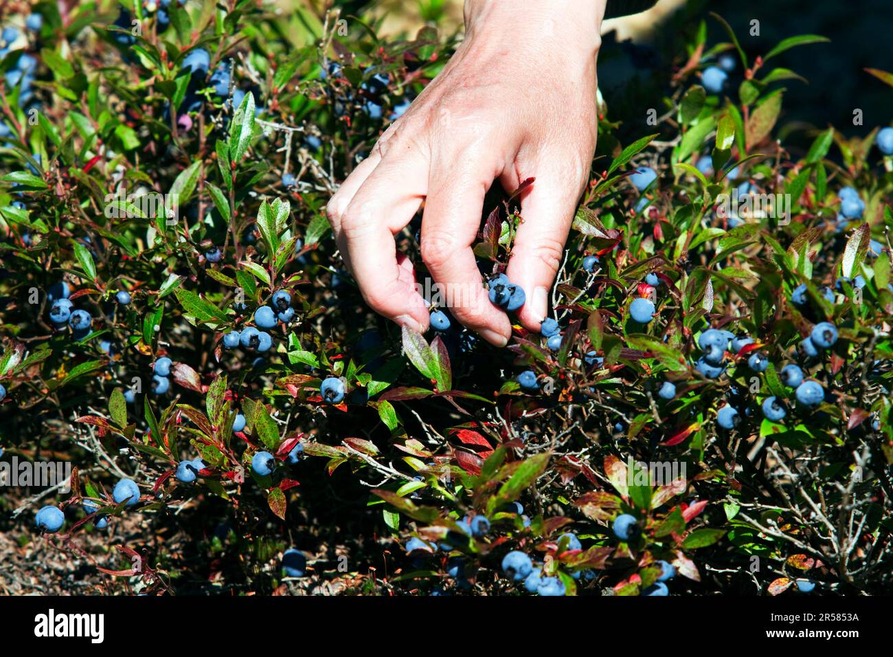 Blueberry picking, Grand-Jardins National Park, European blueberry ...
