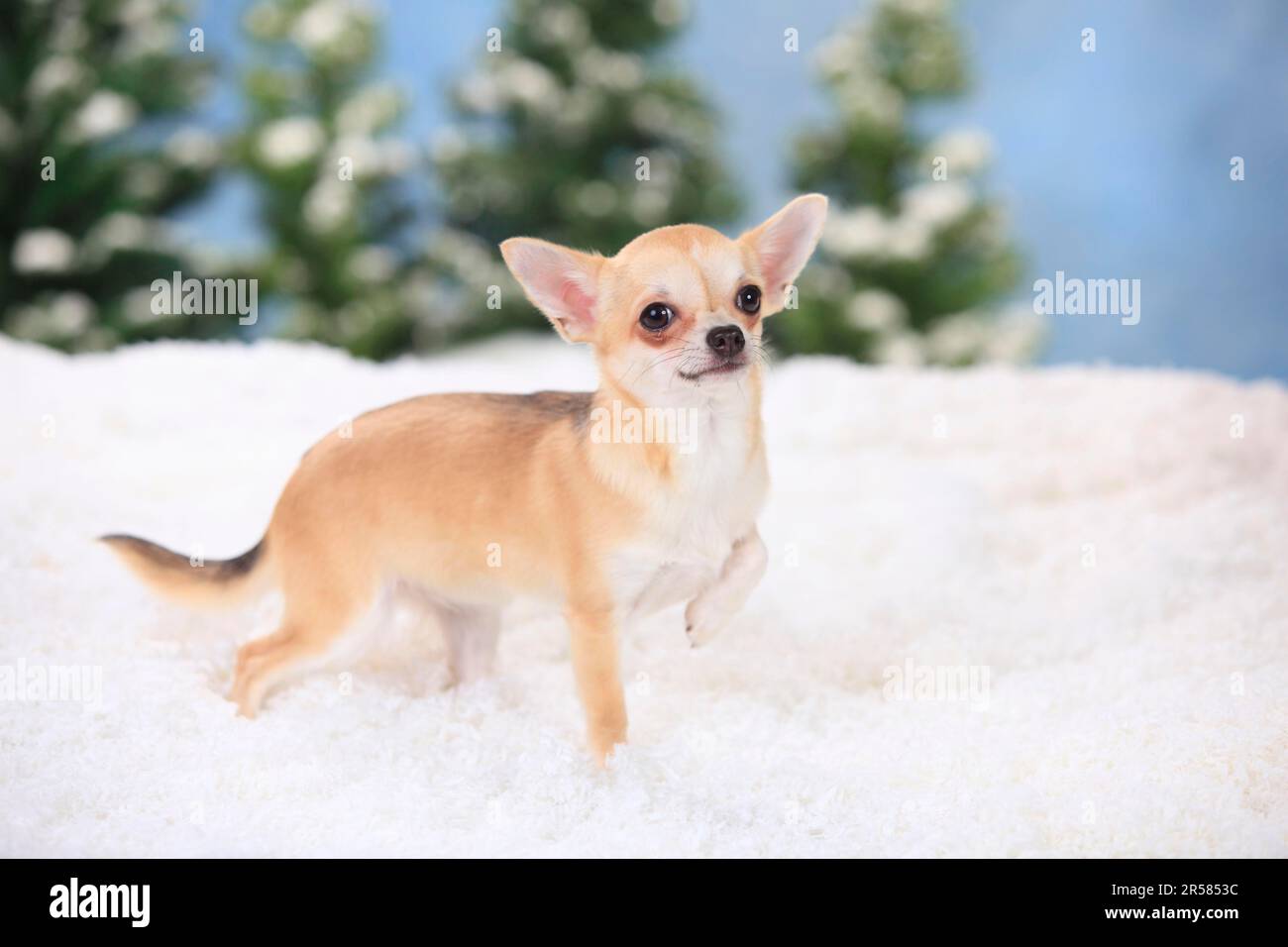 Chihuahua, shorthaired, young female, 7 months, paw raised Stock Photo ...
