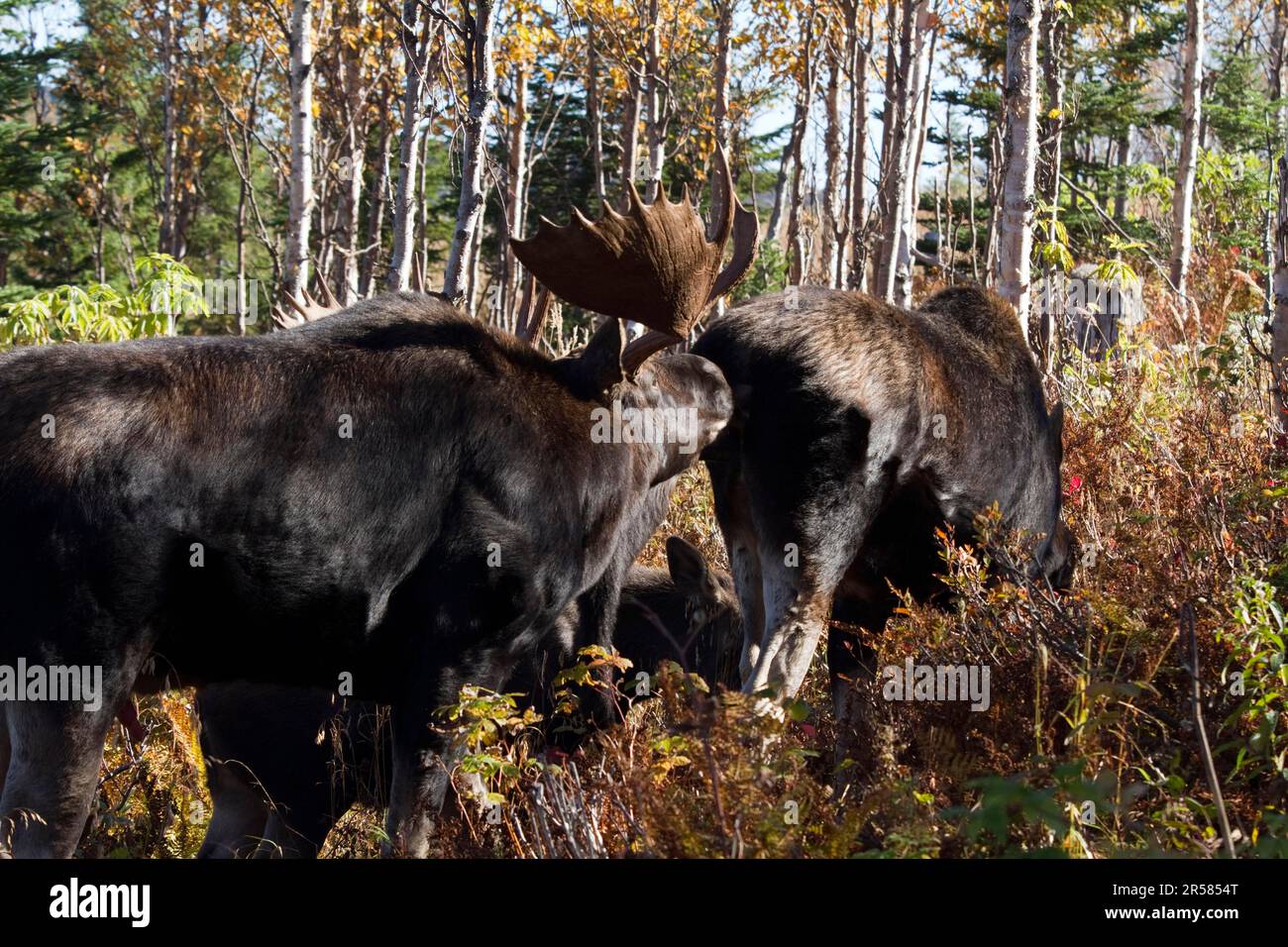 Bull moose (Alces alces) sniffing female, Gaspesie National Park ...