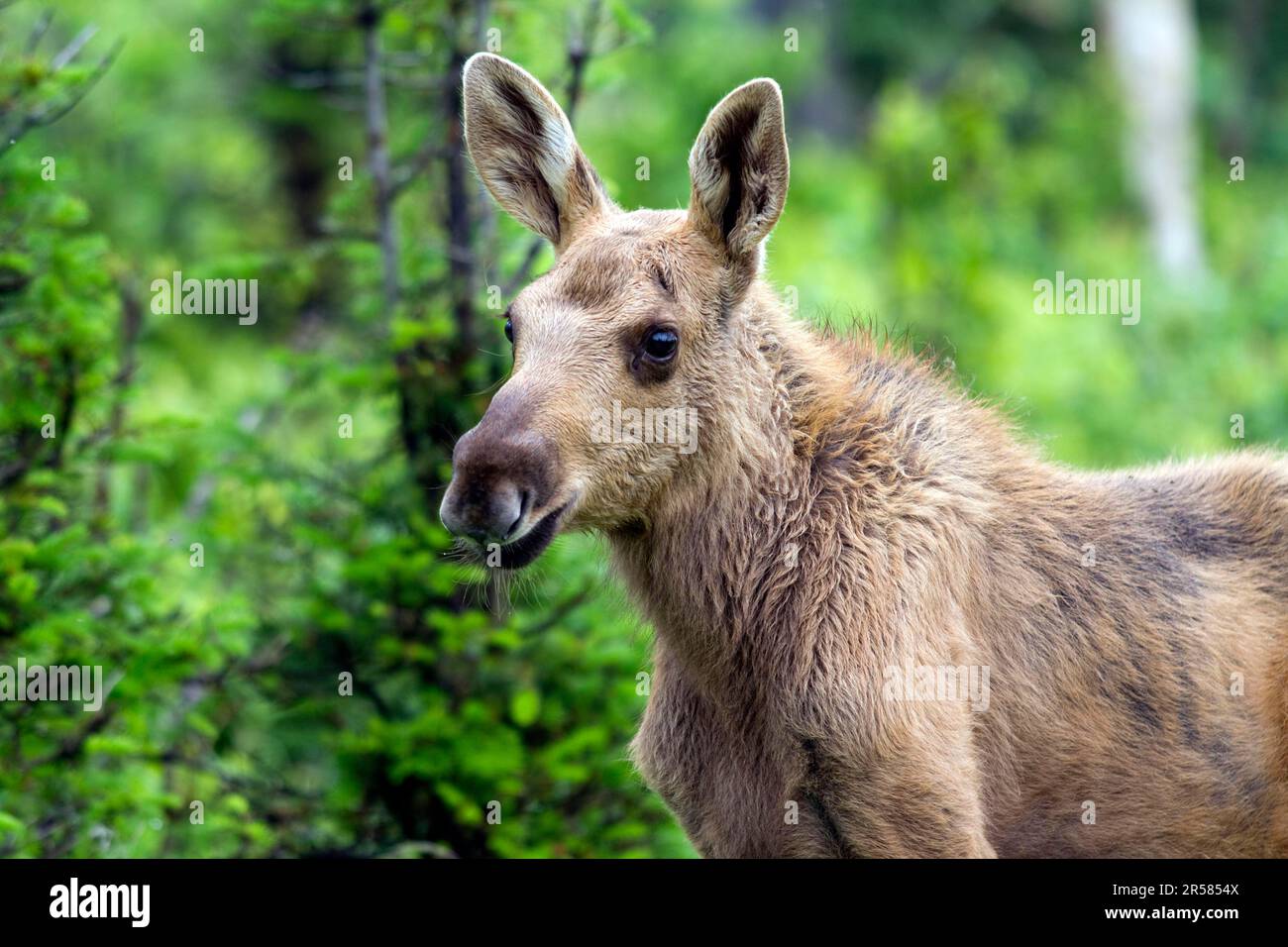 Elk (Alces alces), young animal, 1 month, Gaspesie National Park ...