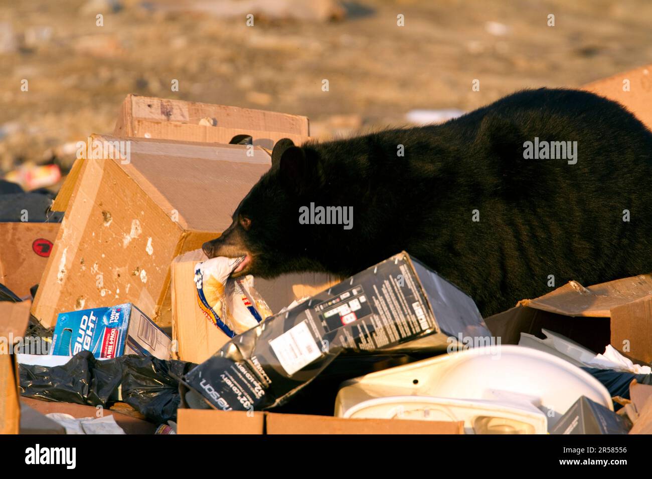 American Black Bear (Ursus americanus), foraging at rubbish dump ...