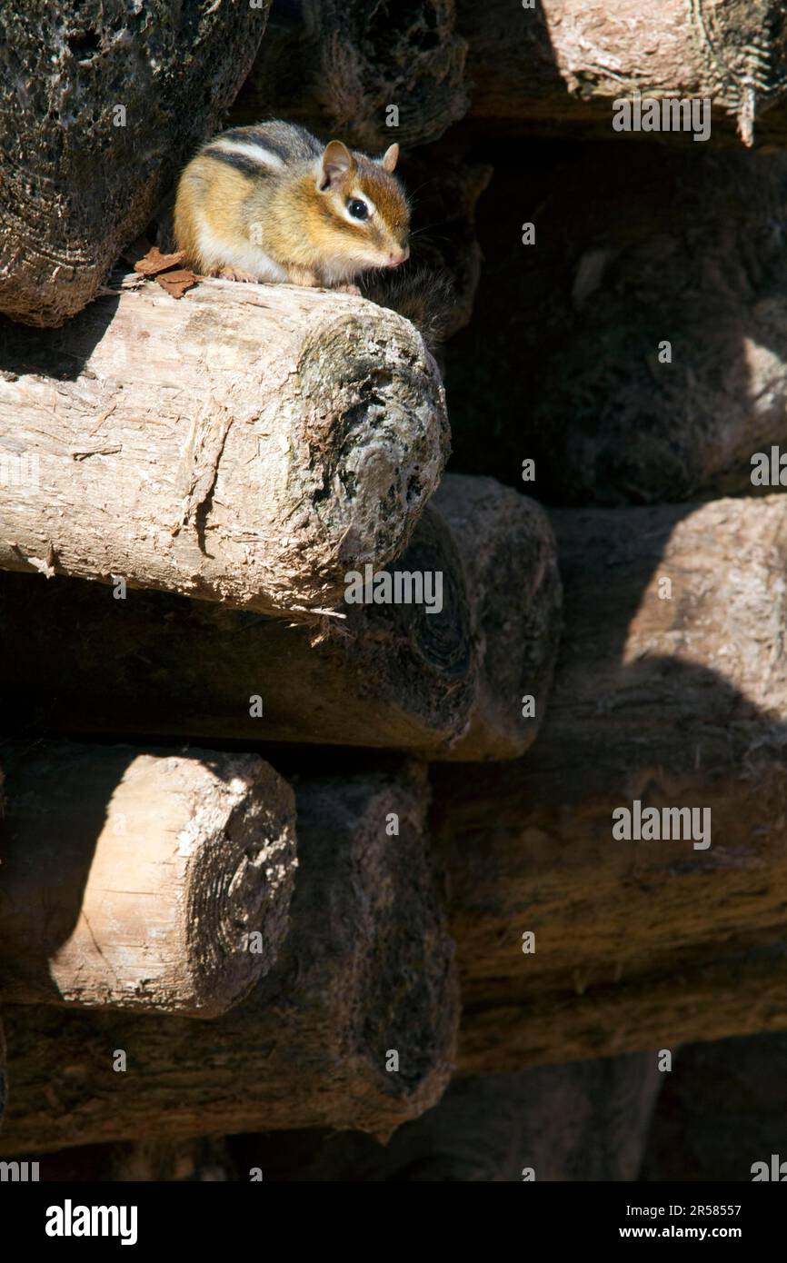 Chipmunk, La Mauricie National Park, Eastern chipmunk (Tamias striatus ...