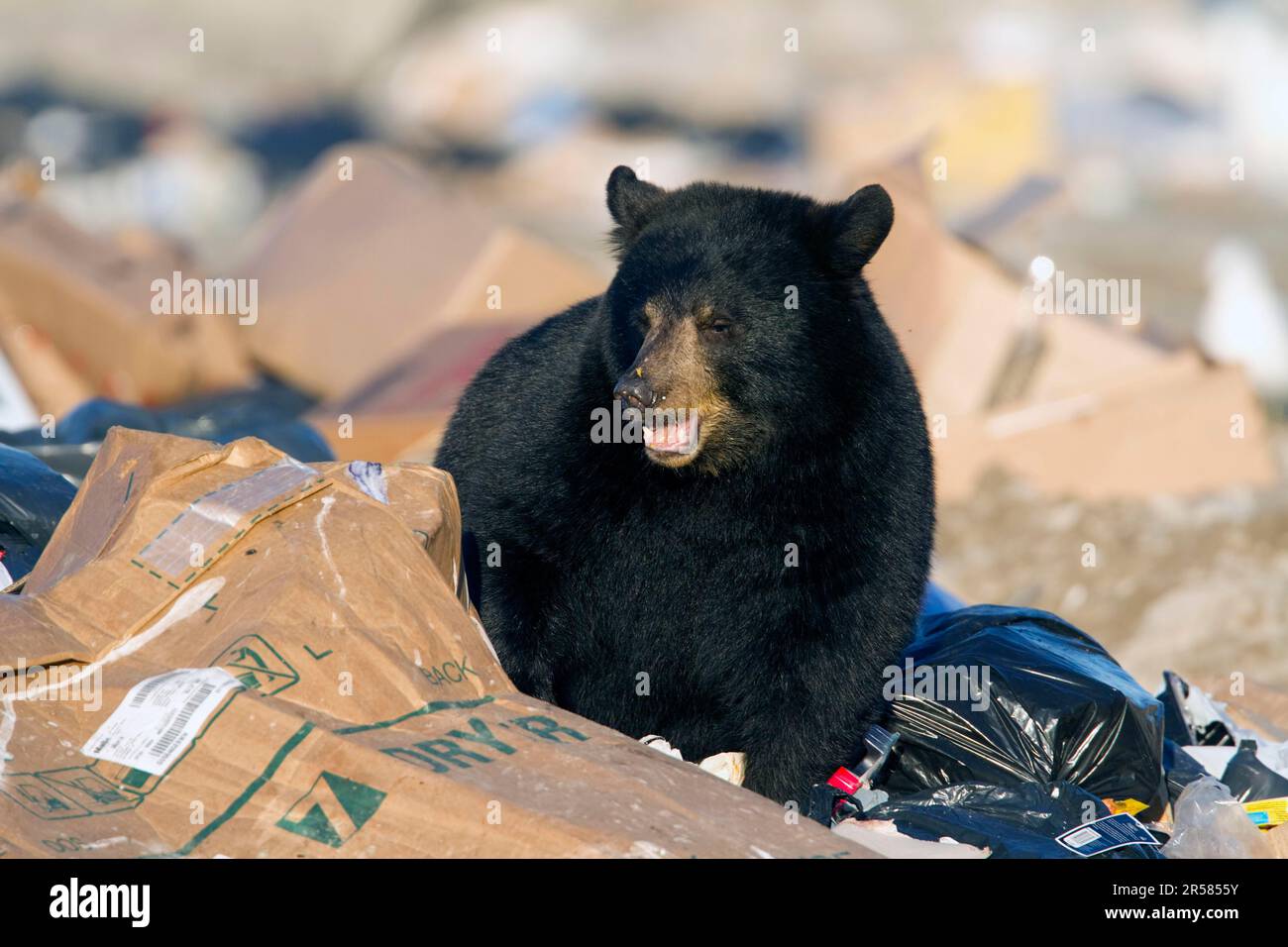 American Black Bear (Ursus americanus), foraging at rubbish dump ...
