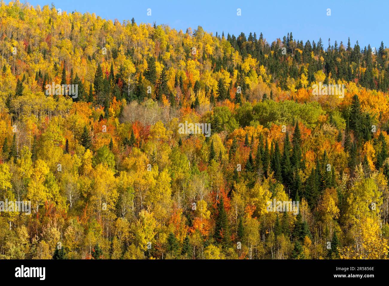 Autumn mixed forest, Gaspesie National Park, Canada Stock Photo - Alamy