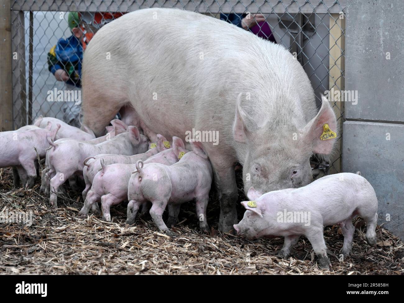 Stripe farming hi-res stock photography and images - Alamy