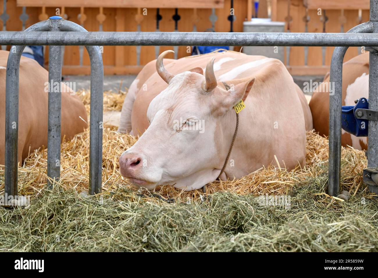 Simmental breeding hi-res stock photography and images - Alamy