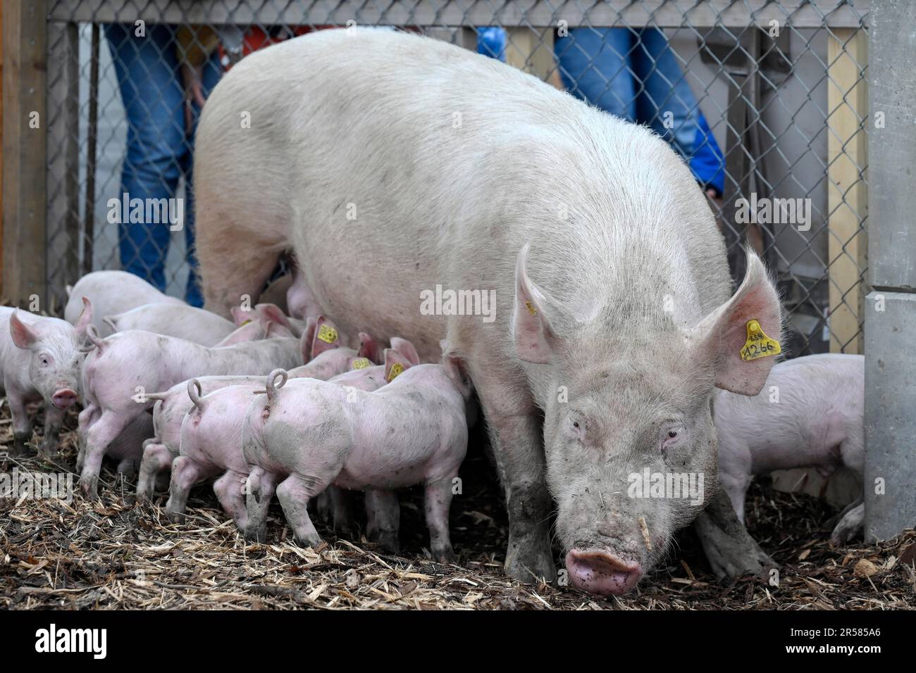 Stripe farming hi-res stock photography and images - Alamy