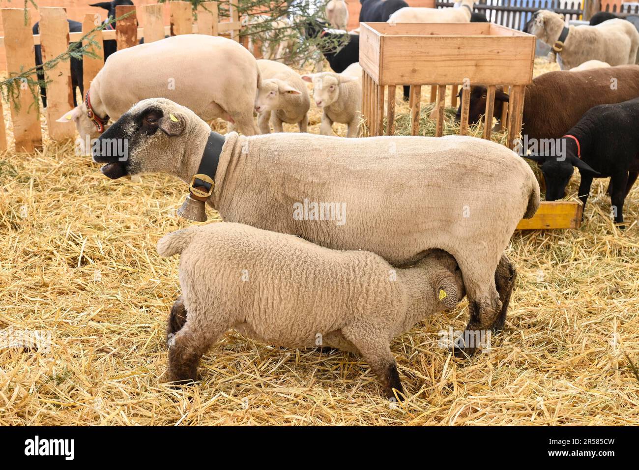 Brown-headed meat sheep Stock Photo - Alamy