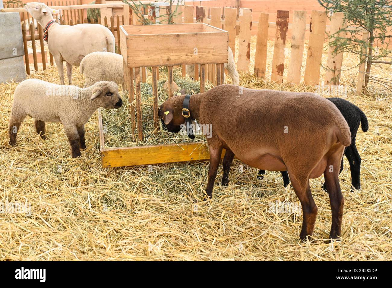 Brown sheep hi-res stock photography and images - Alamy