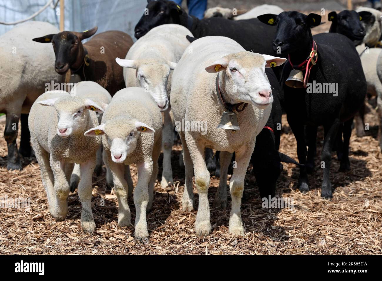 White Alpine Sheep Stock Photo - Alamy