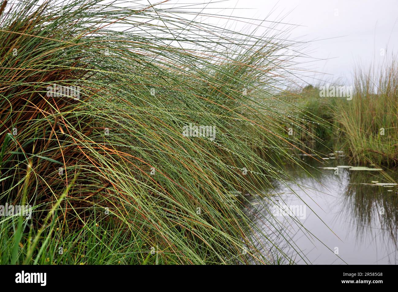 Okawango delta. Botswana Stock Photo - Alamy