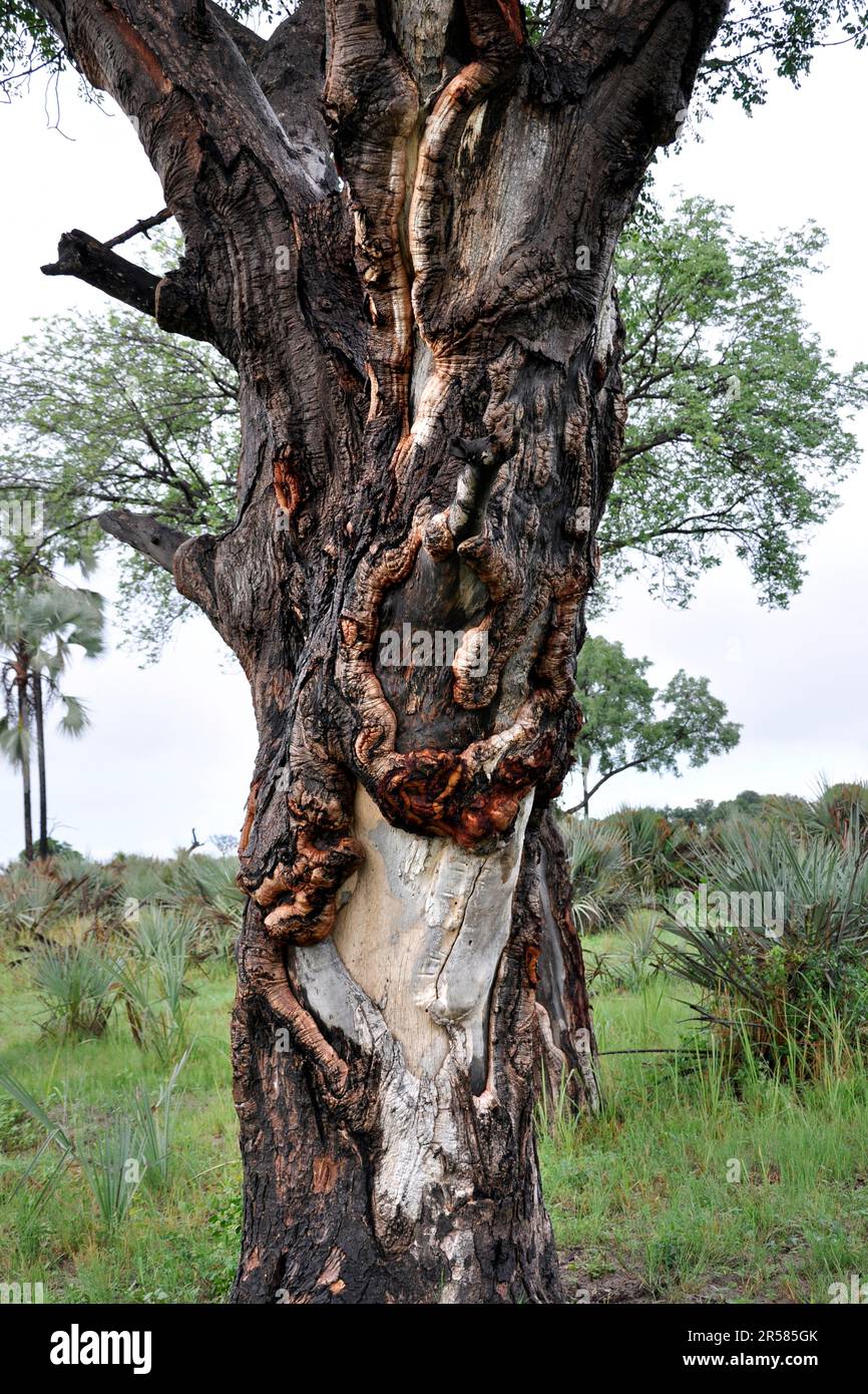 Tree. Okawango delta. Botswana Stock Photo - Alamy