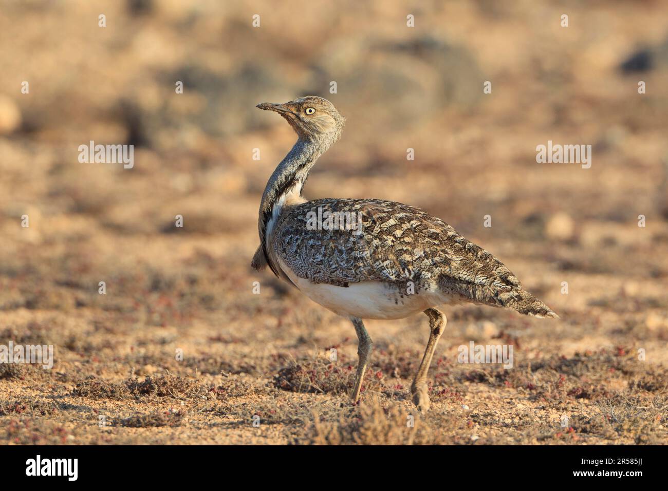 Houbara Bustard (Chlamydotis undulata fuertaventurae) Fuerteventura ...