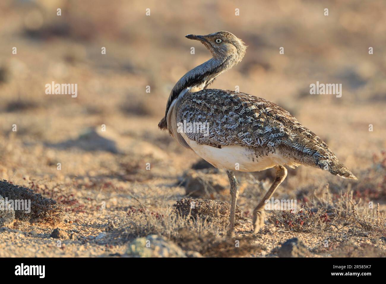 Houbara Bustard, Fuerteventura, Spain (Clamydotis undulata Stock Photo ...