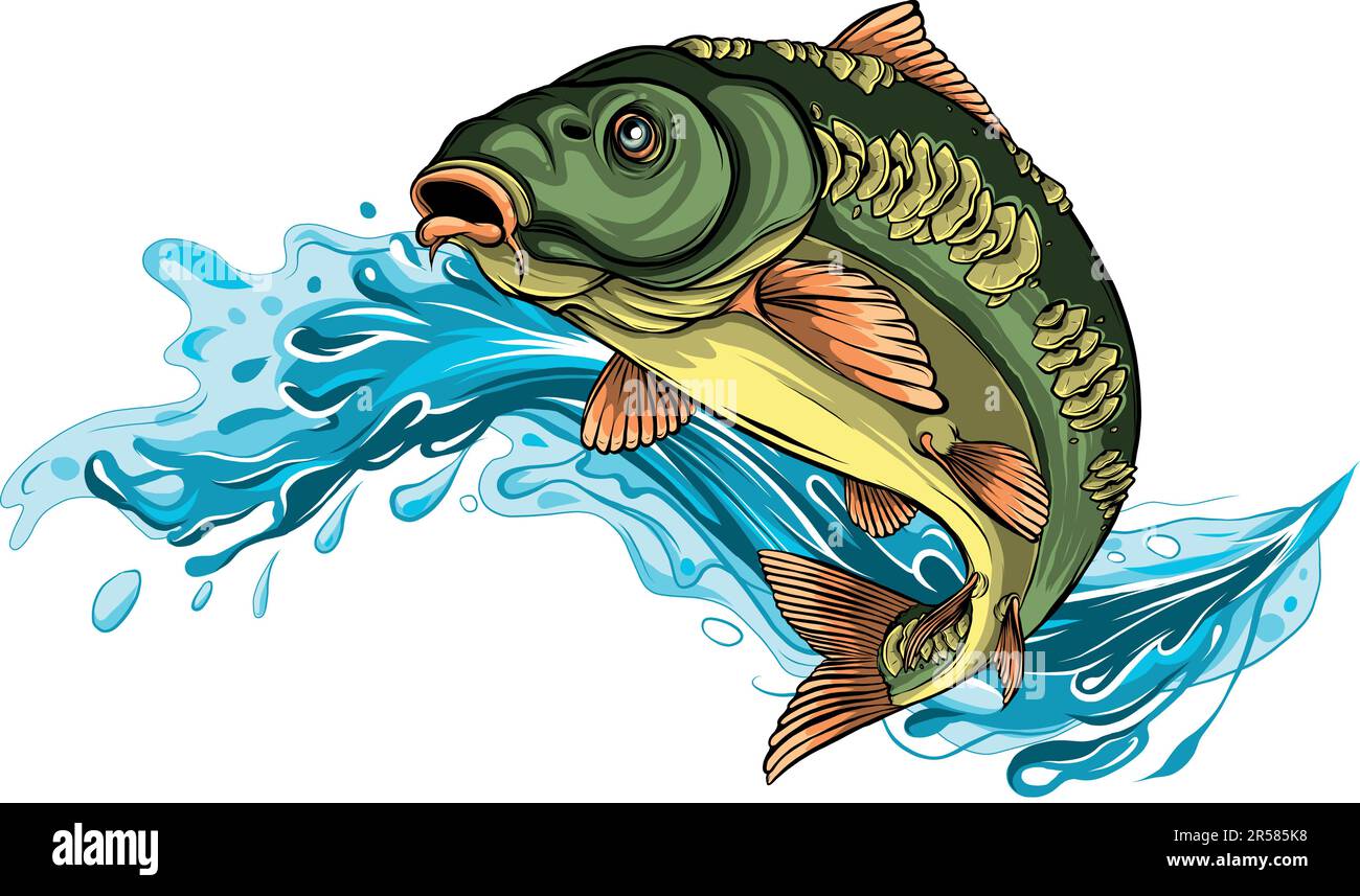 vector illustration of carp with splashing water Stock Vector Image ...