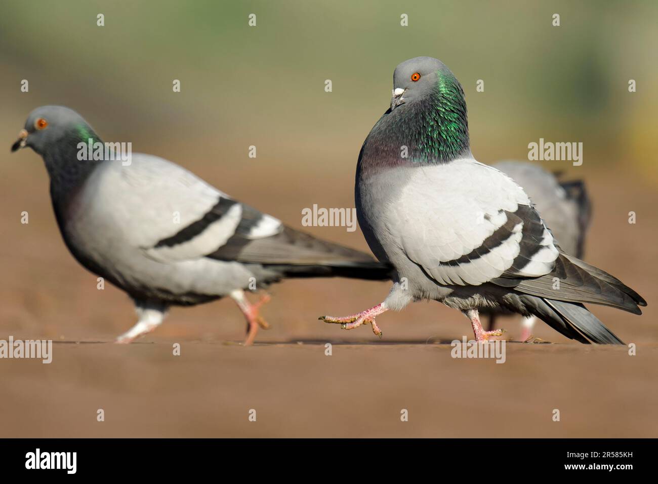 City pigeons, feral domestic pigeon Stock Photo - Alamy