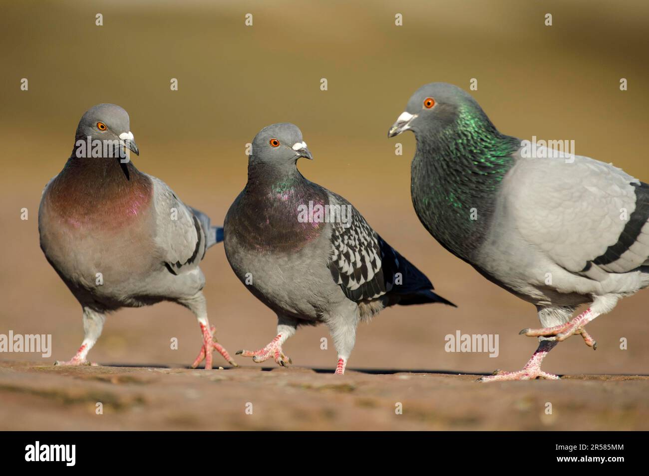 Three feral pigeons hi-res stock photography and images - Alamy