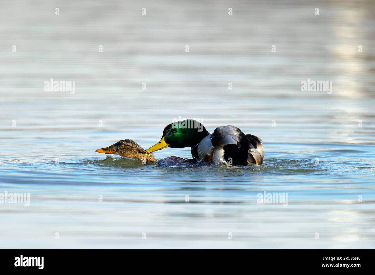 Mallards, pair, mating (Anas platyrhychos Stock Photo - Alamy