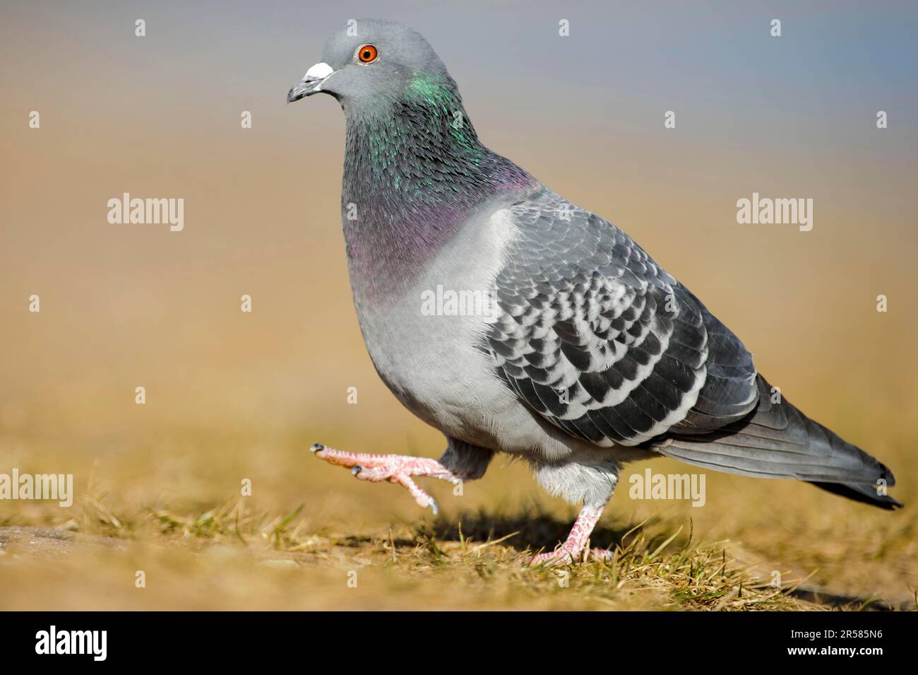 City pigeon, feral domestic pigeon, lateral Stock Photo - Alamy