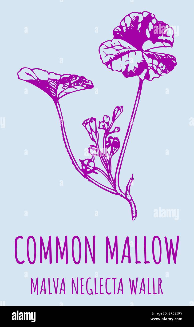 Drawings of COMMON MALLOW . Hand drawn illustration. Latin name MALVA ...