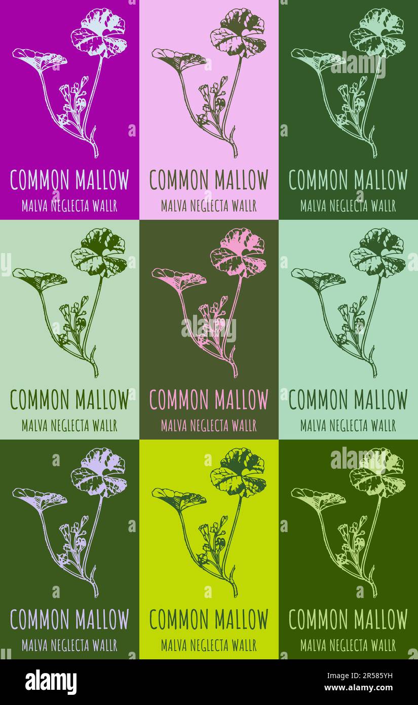 Set of drawings COMMON MALLOW in different colors. Hand drawn ...