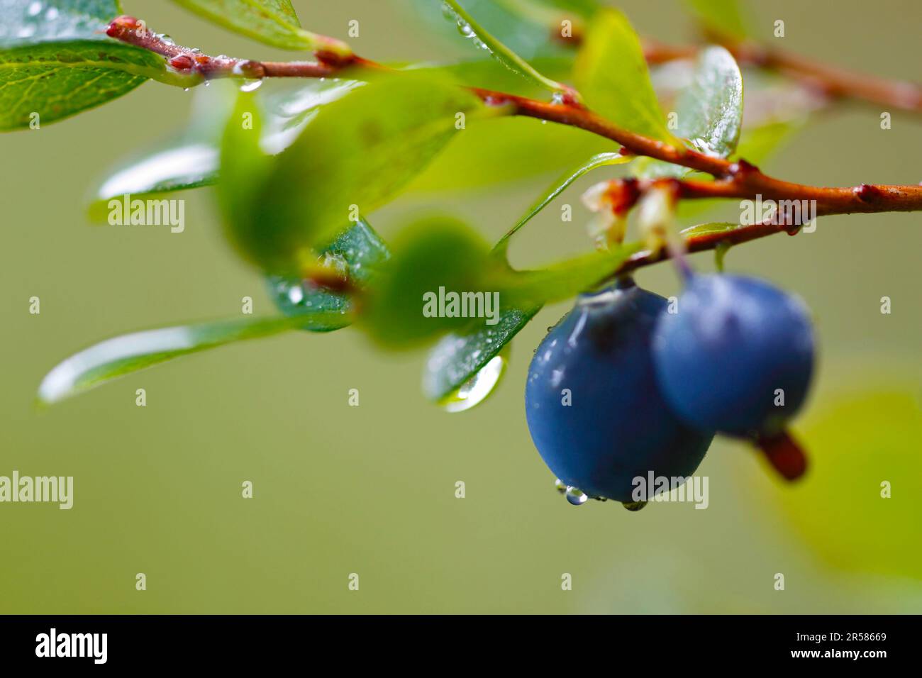 Blueberry, Baden-Wurttemberg, Germany, Bilberry (Vaccinium myrtillus ...