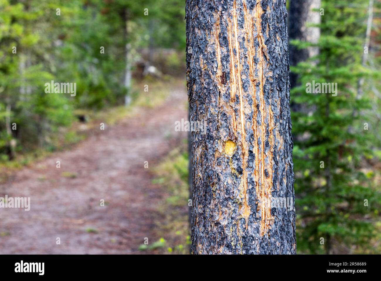 Recent scratches from a bear carved into a tree trunk along the String ...