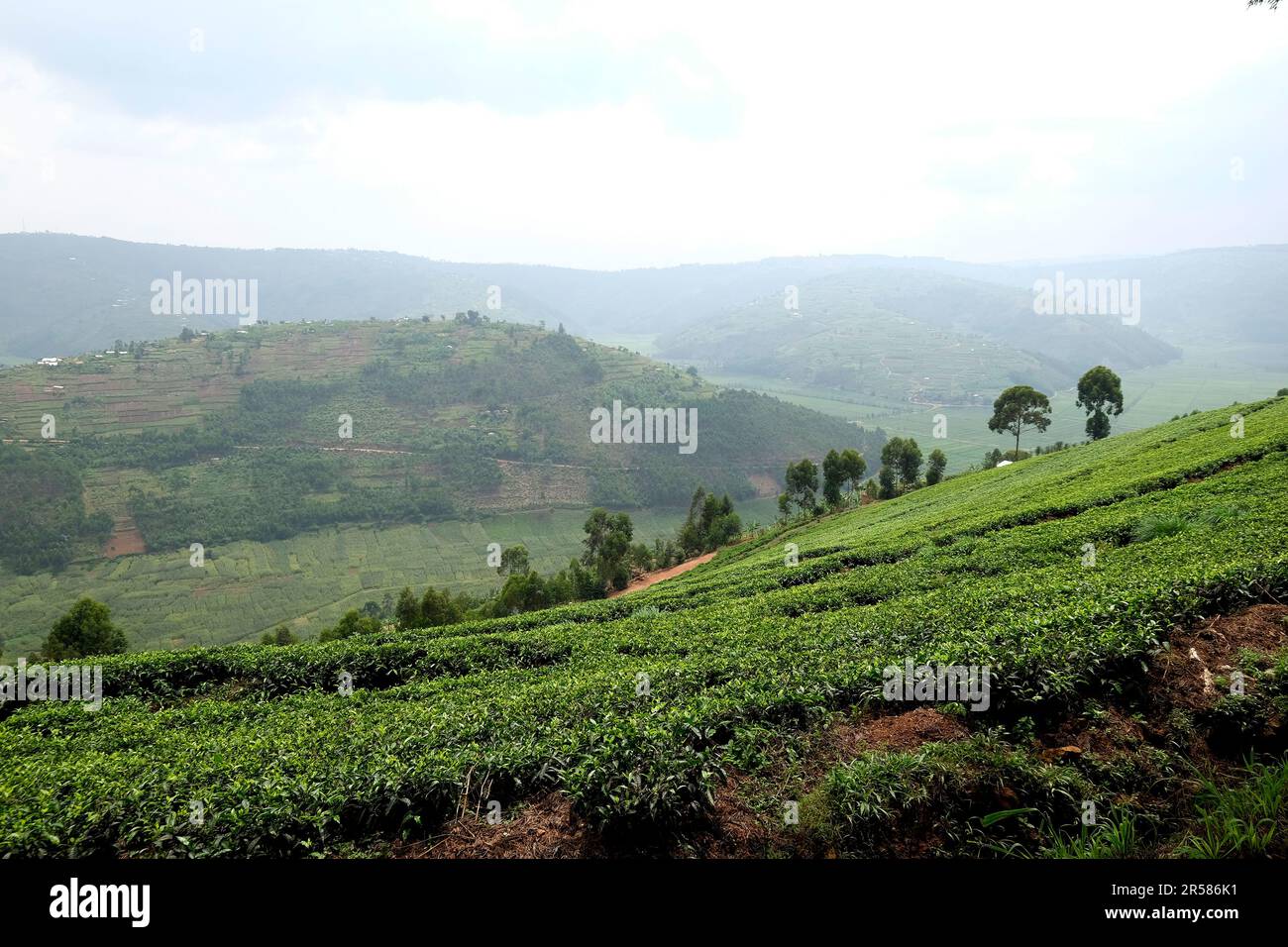 Rwanda. surrounding of Ruhengeri. tea cultivation Stock Photo - Alamy