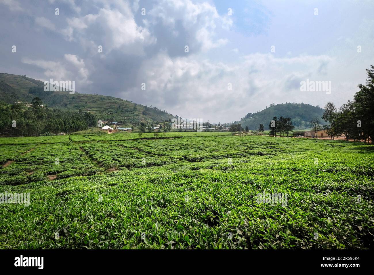 Rwanda tea hills hi-res stock photography and images - Alamy