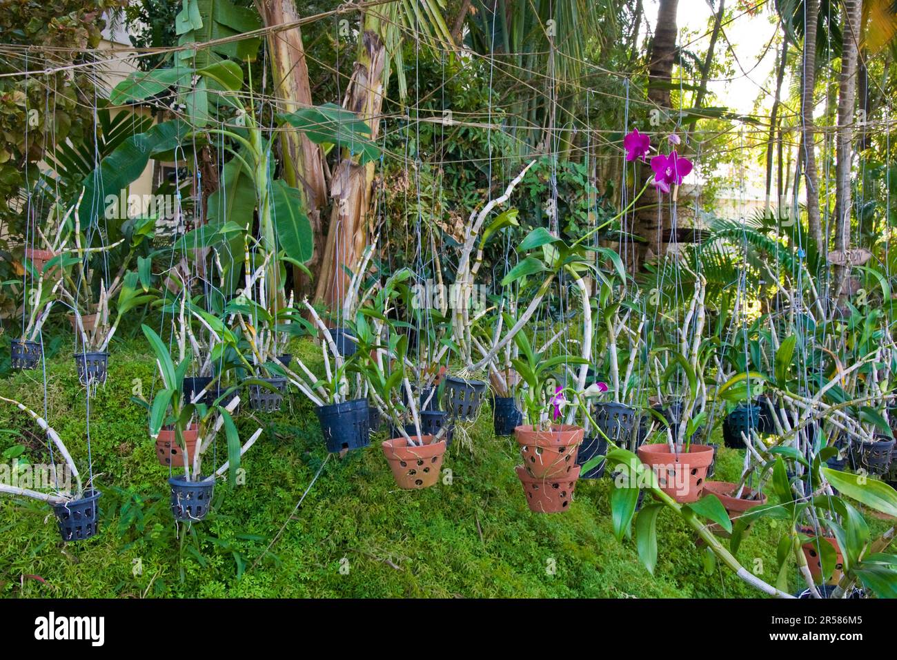 Vietnamese orchids hi-res stock photography and images - Alamy