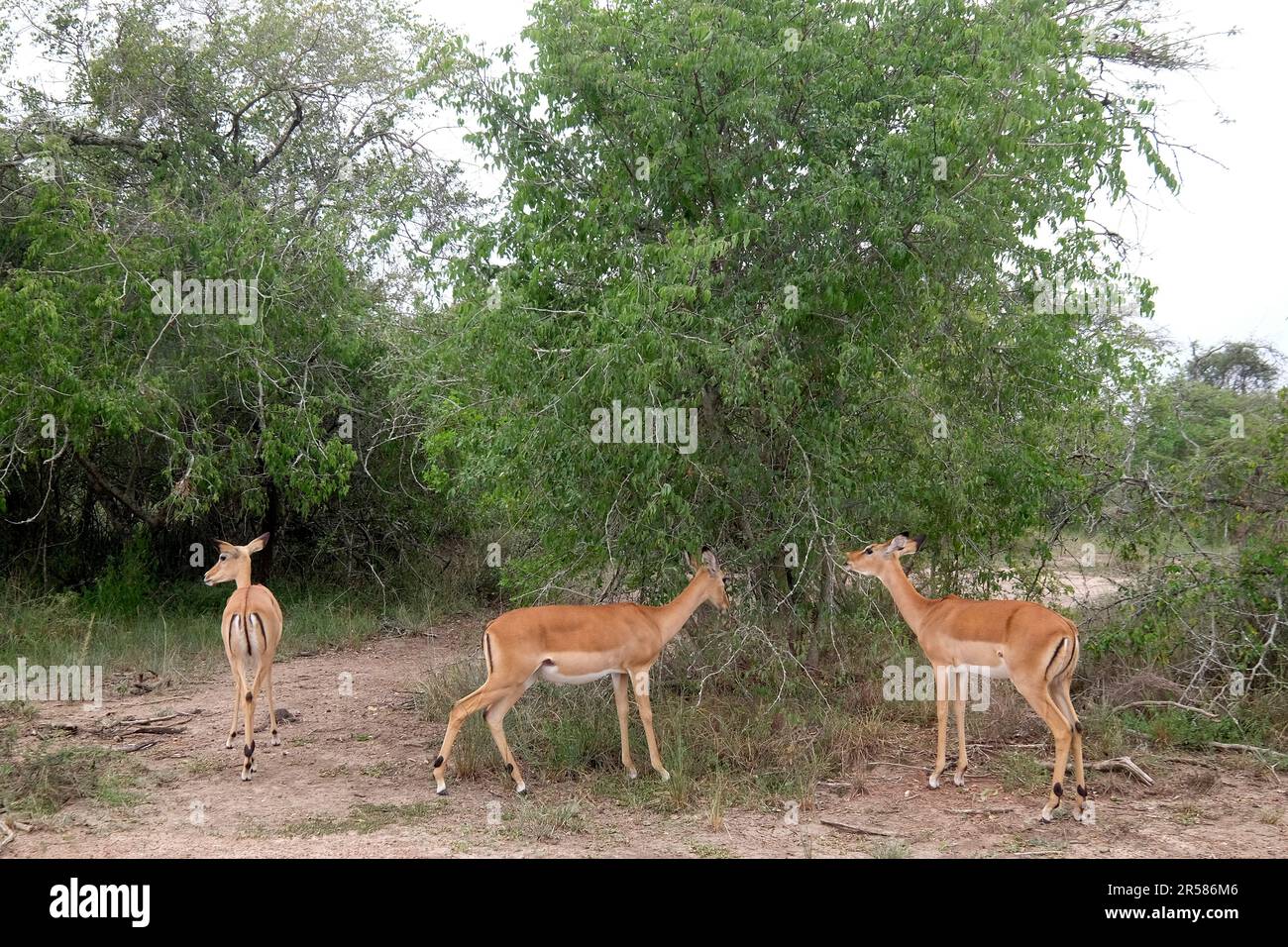 Rwanda. Akagera National Park Stock Photo - Alamy