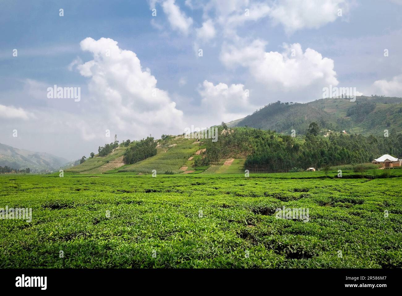 Rwanda. surrounding of Ruhengeri. tea cultivation Stock Photo - Alamy