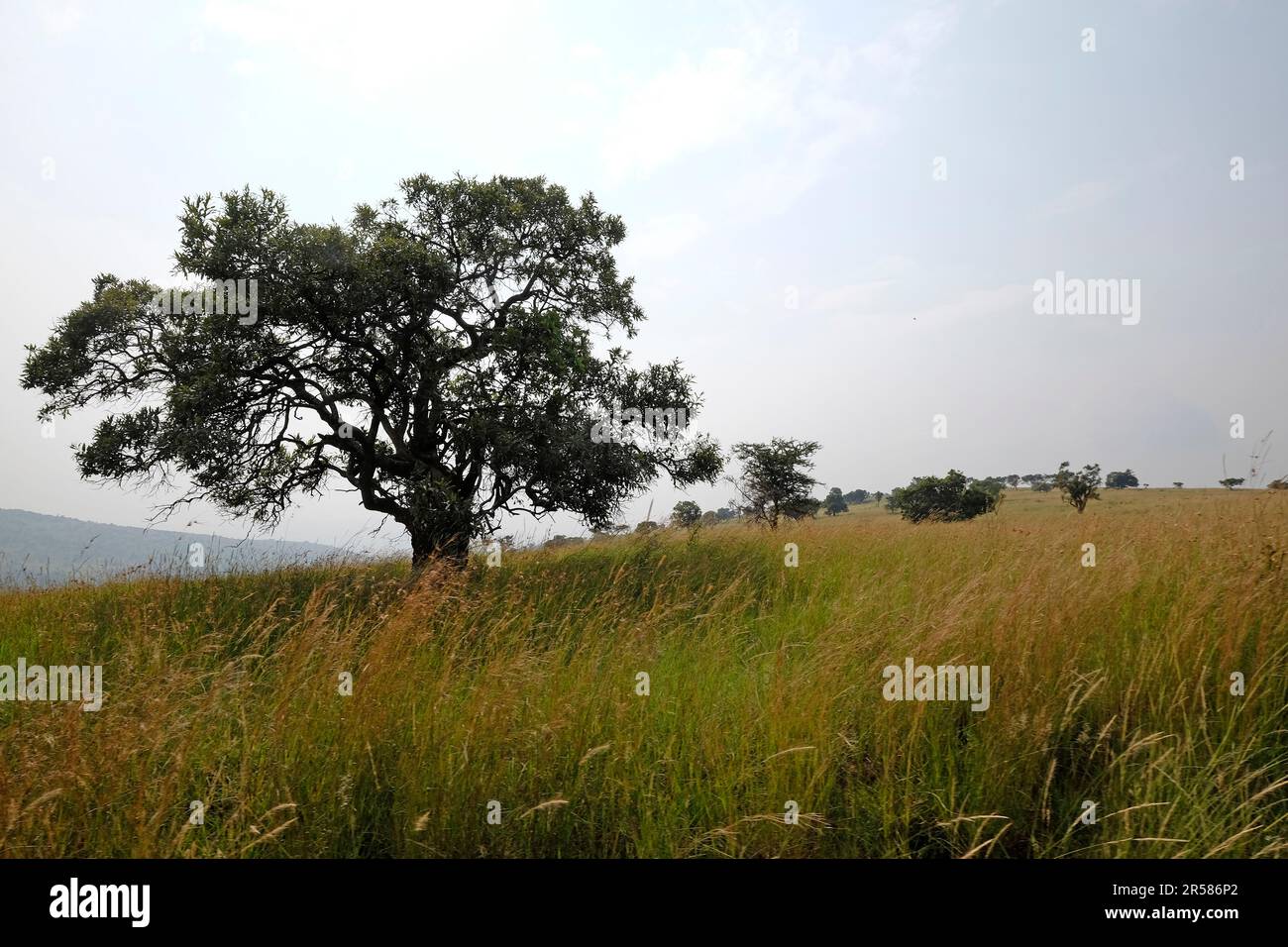 Rwanda. Akagera National Park Stock Photo - Alamy