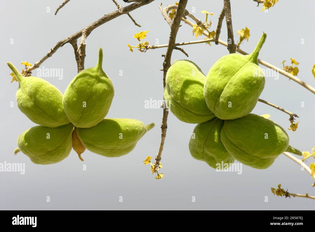 South african fruit hi-res stock photography and images - Alamy