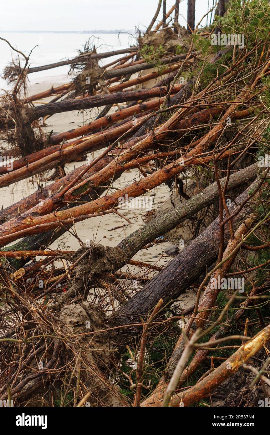 The storm at sea. Trees felled by the hurricane. Destruction of a pine ...
