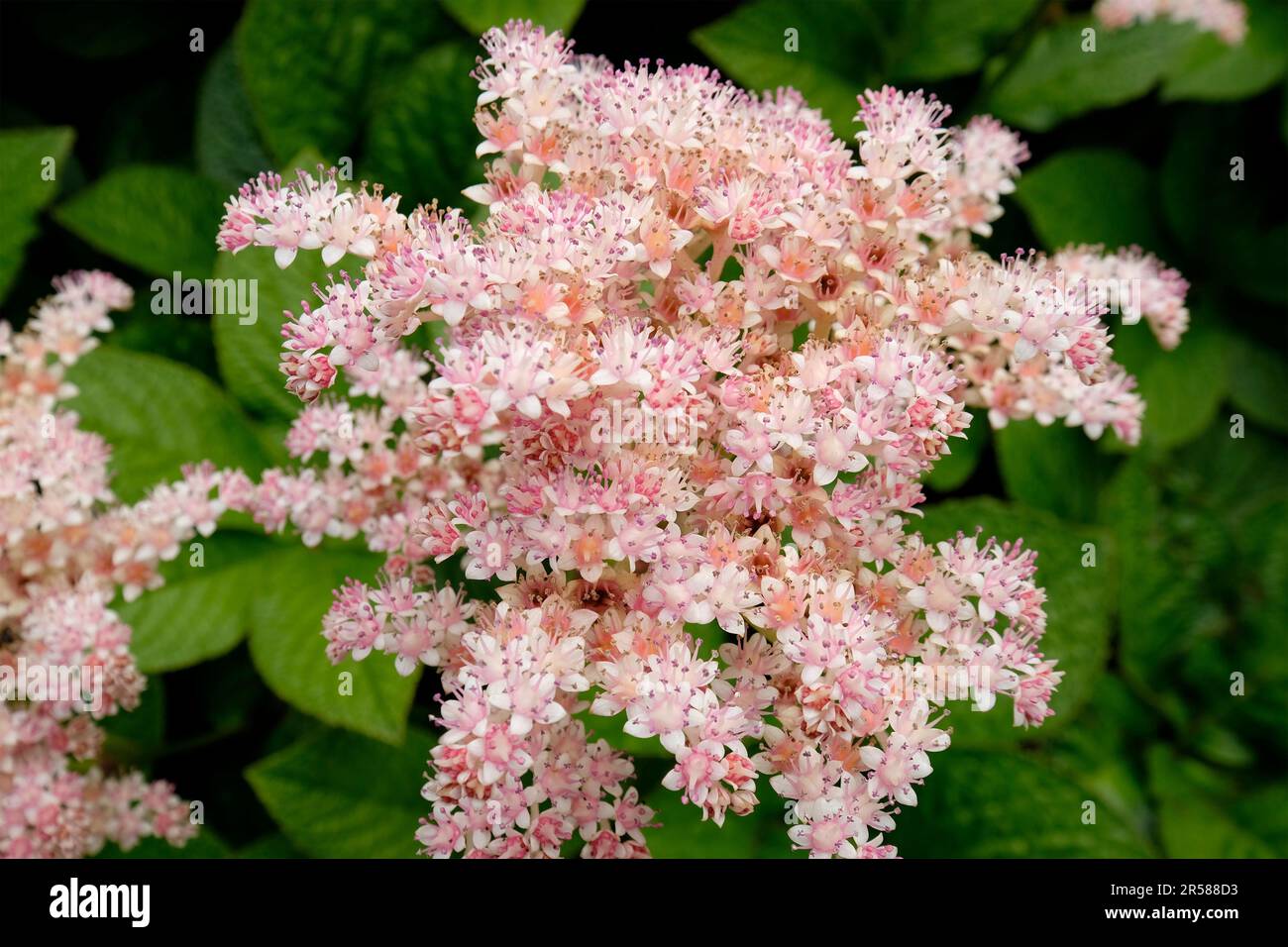 Denmark. Copenhagen. Botanical garden Stock Photo - Alamy