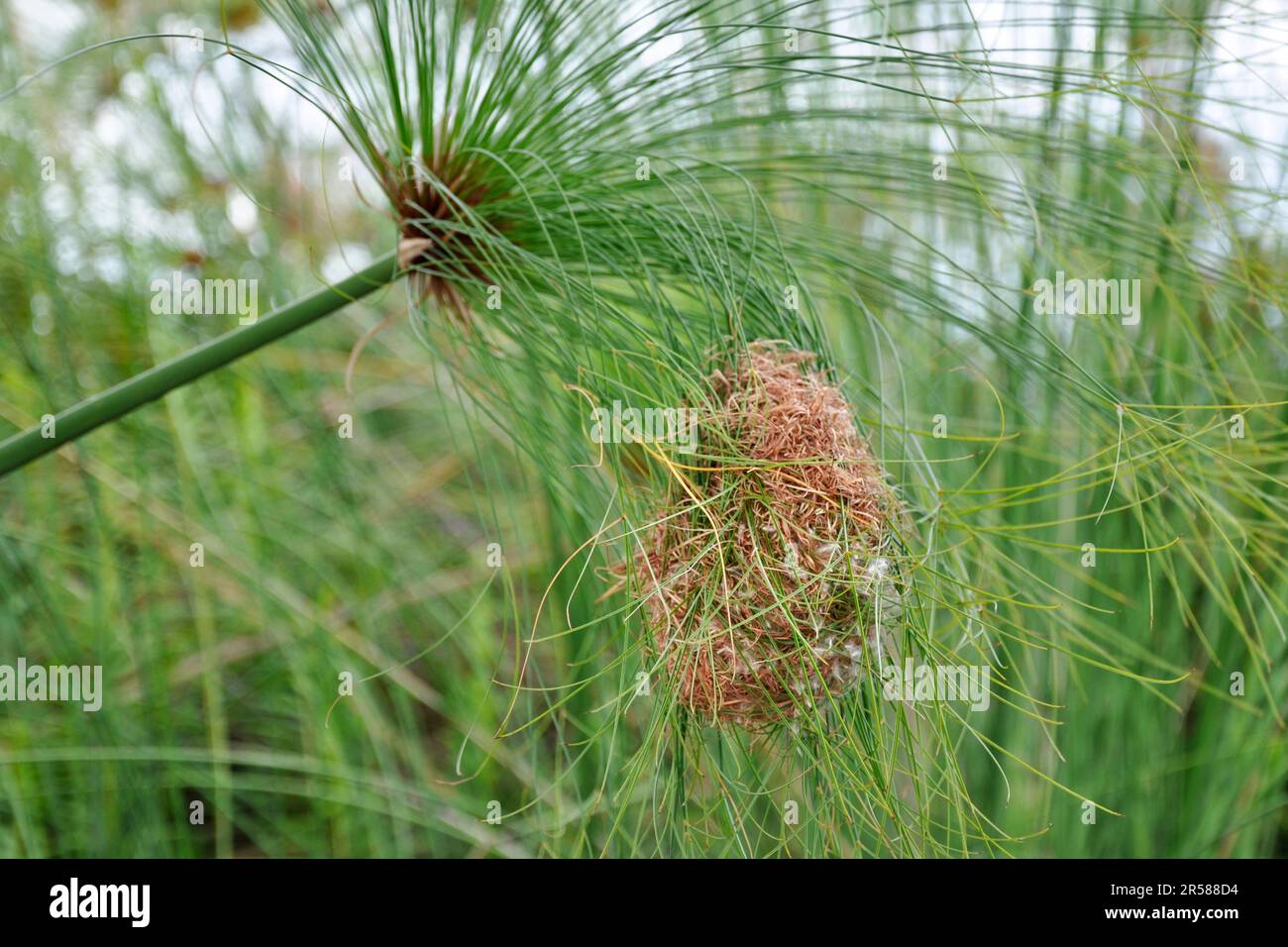 Traditional plant. Okawango delta. Botswana Stock Photo - Alamy