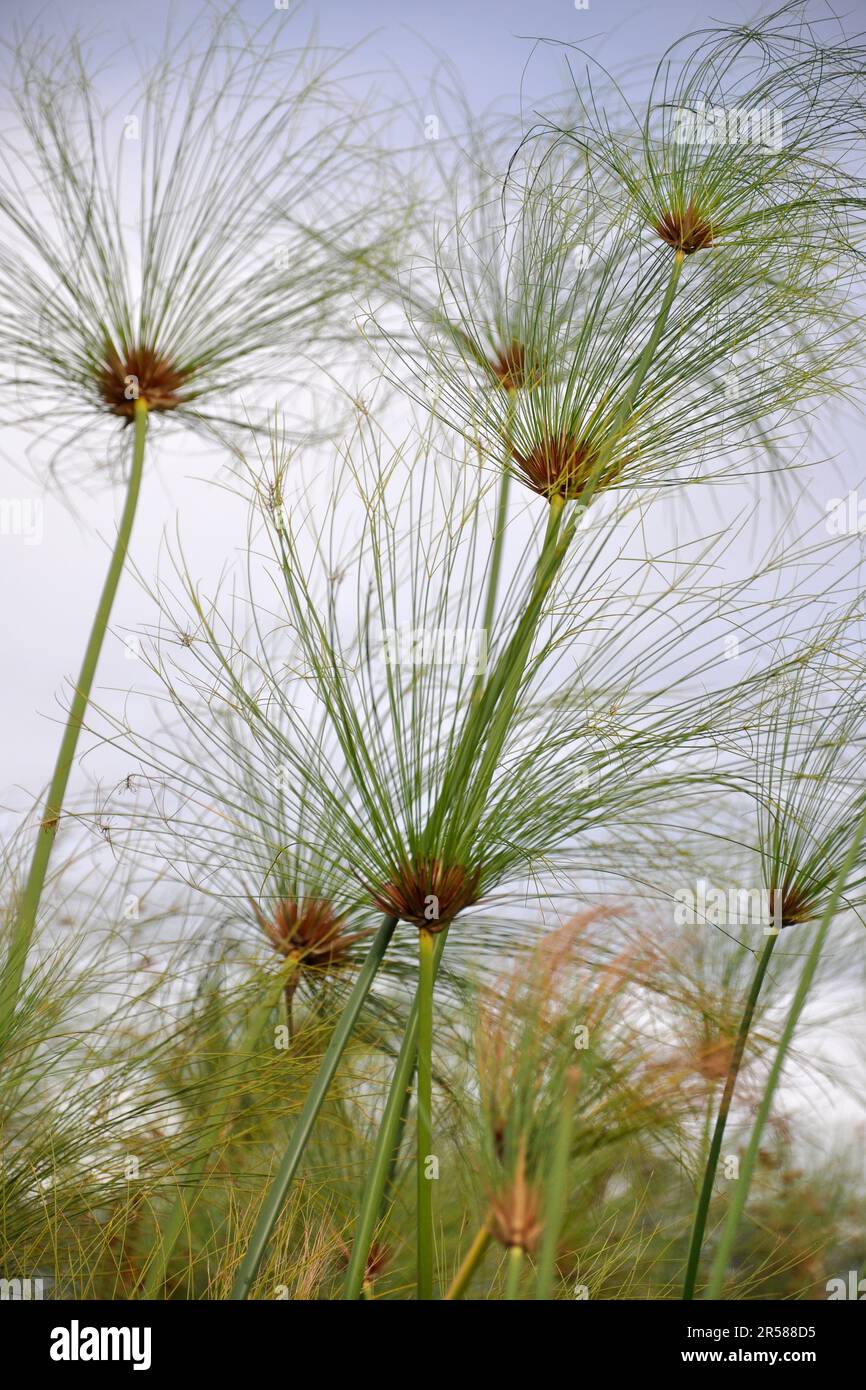 Traditional plant. Okawango delta. Botswana Stock Photo - Alamy